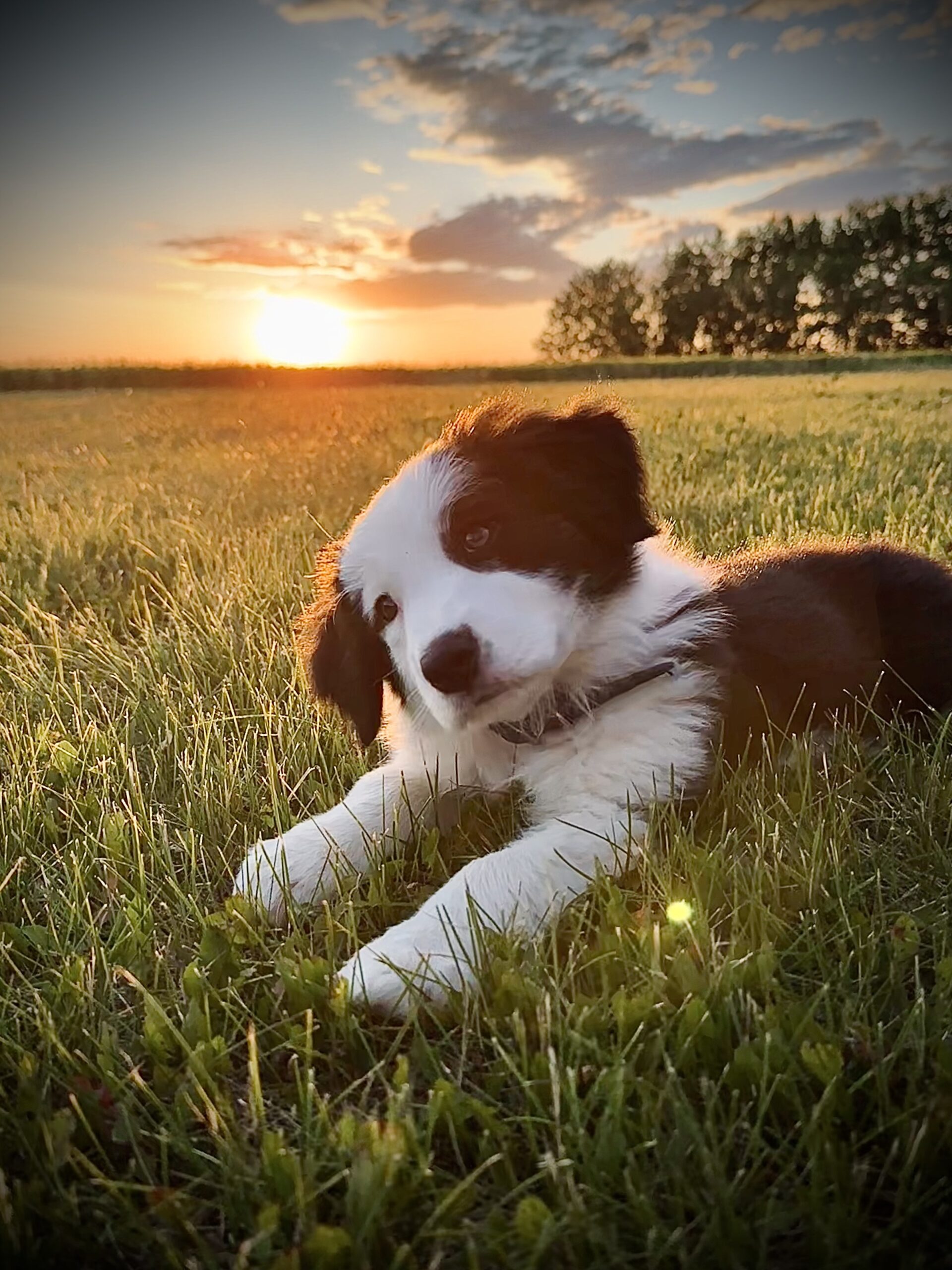 Shape Up Pup - Auditing Spot - Shape Up Agility