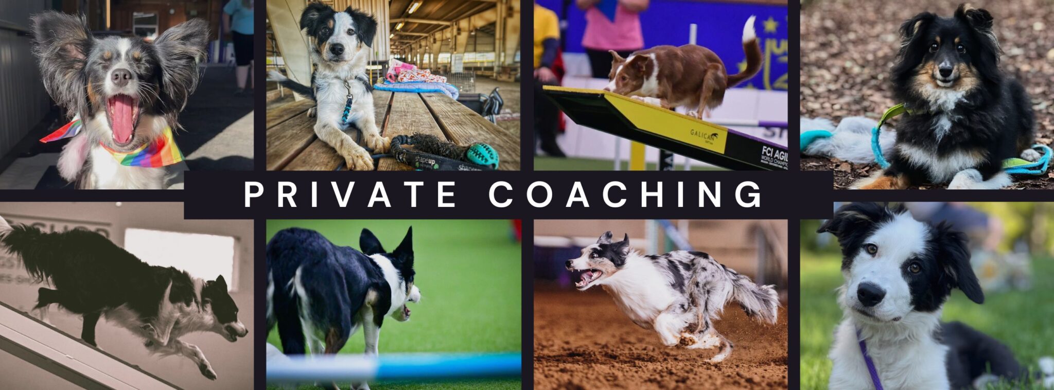 Private Coaching - Shape Up Agility